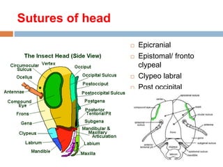 Insect head & antenna | PPTX