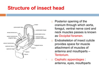 Insect head & antenna | PPTX