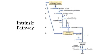 Lecture 4- Leukocytes 07-12-18.pptx