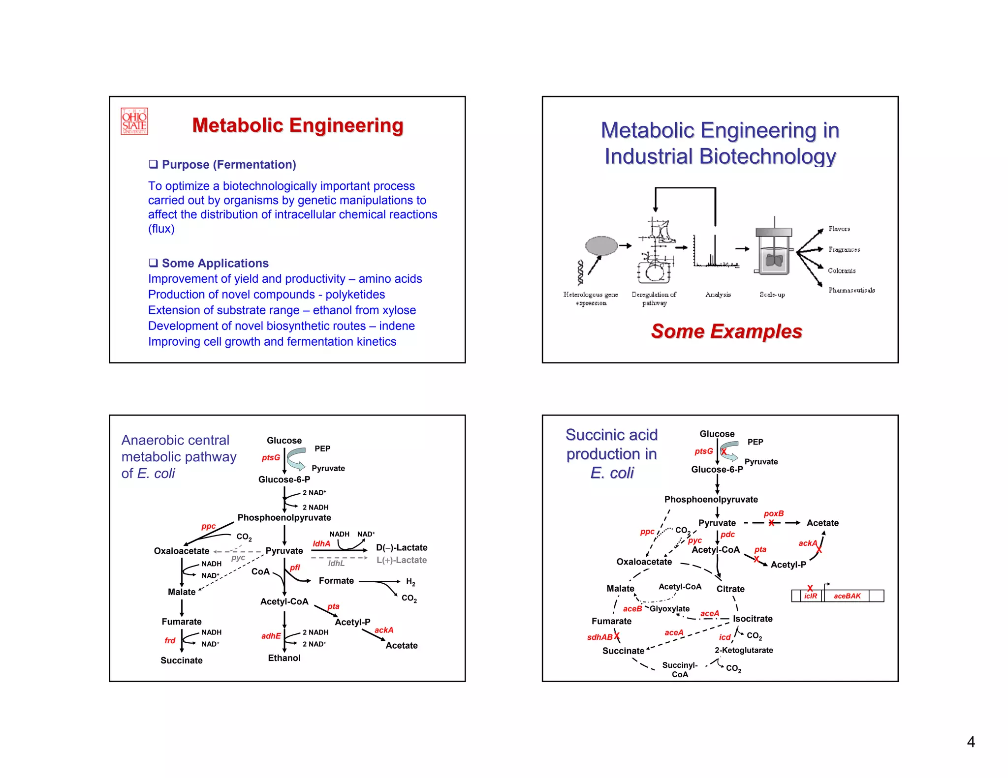 Lecture 4 metabolic pathway eng | PDF