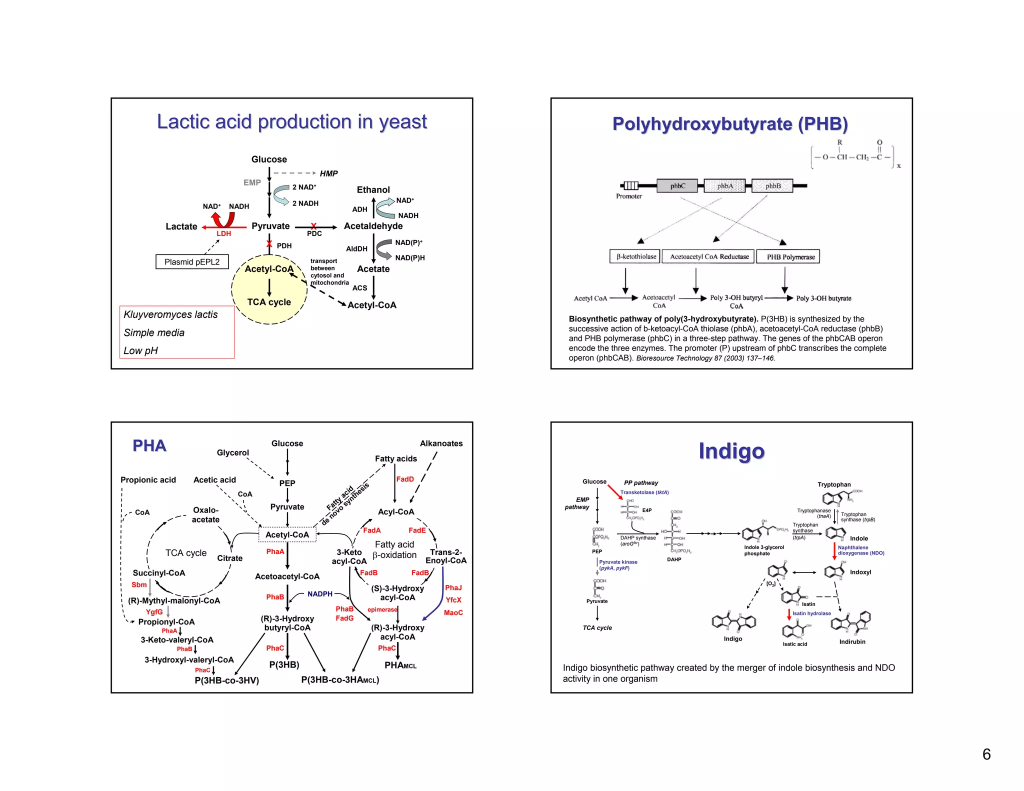 Lecture 4 metabolic pathway eng | PDF