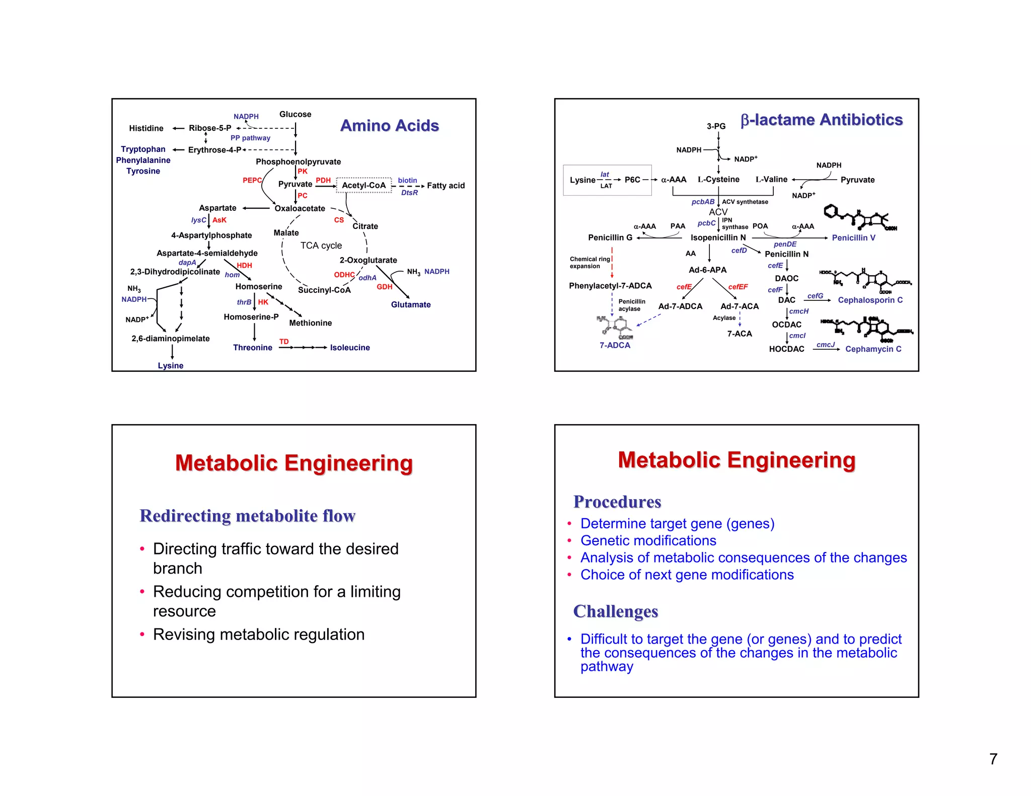 Lecture 4 metabolic pathway eng | PDF