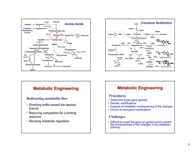 Lecture 4 metabolic pathway eng | PDF