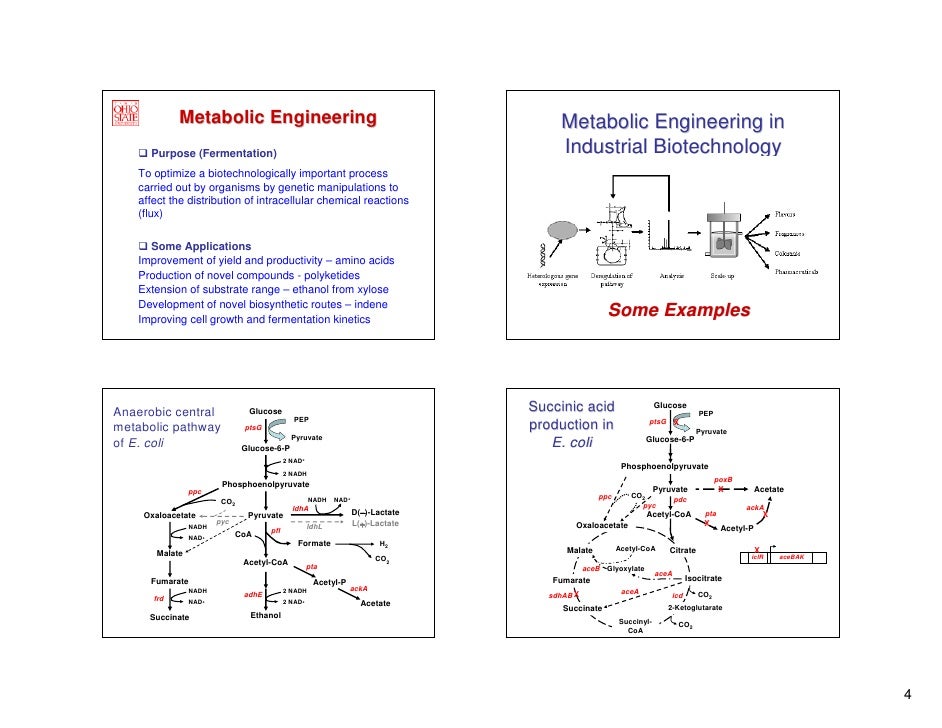 Lecture 4 metabolic pathway eng