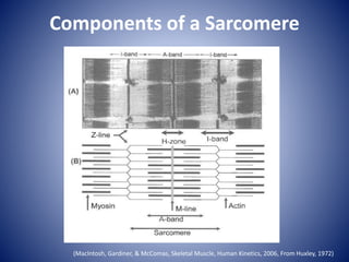 Lecture 4 muscle physiology(1) | PPTX