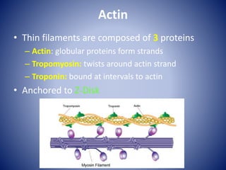 Lecture 4 muscle physiology(1) | PPTX