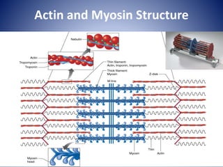 Lecture 4 muscle physiology(1) | PPTX