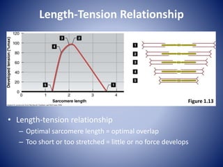 Lecture 4 muscle physiology(1) | PPTX