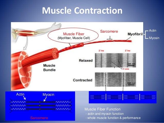 Lecture 4 muscle physiology(1)