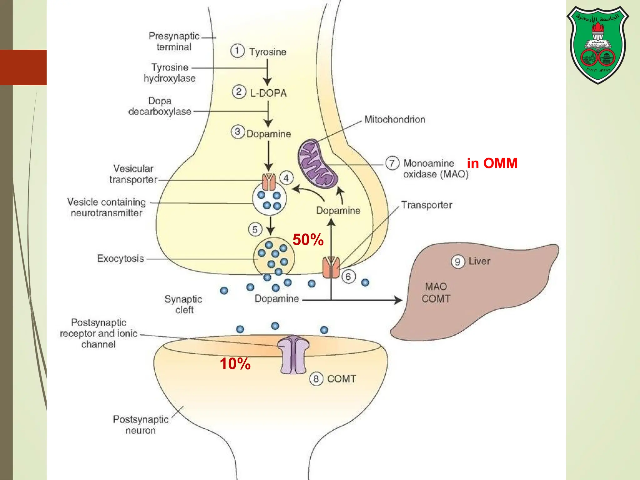 Lecture 4-Neurotransmitters (catecholamines) – synthesis, inactivation, receptors. Melatonin and ...
