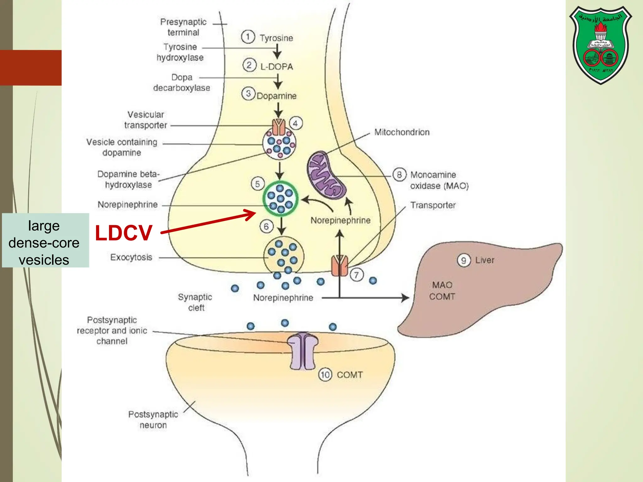 Lecture 4-Neurotransmitters (catecholamines) – synthesis, inactivation, receptors. Melatonin and ...