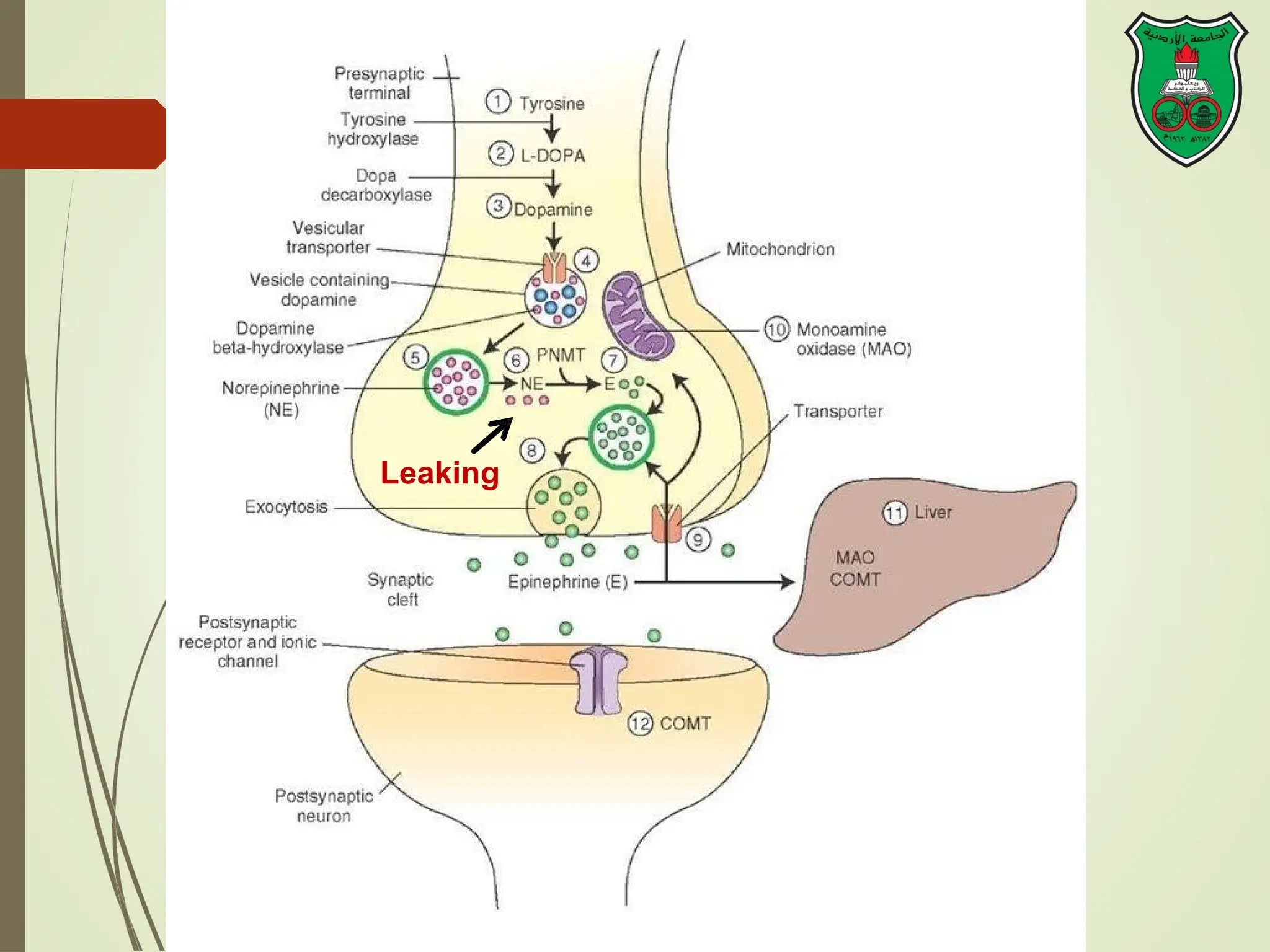 Lecture 4-Neurotransmitters (catecholamines) – synthesis, inactivation, receptors. Melatonin and ...