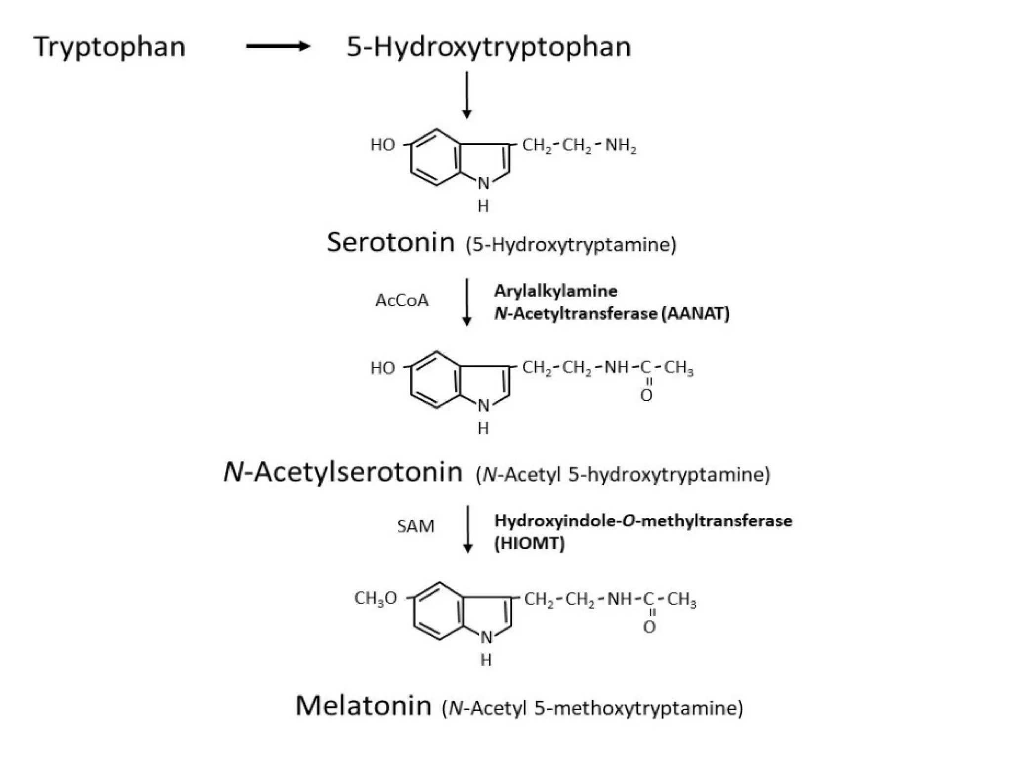 Lecture 4-Neurotransmitters (catecholamines) – synthesis, inactivation, receptors. Melatonin and ...