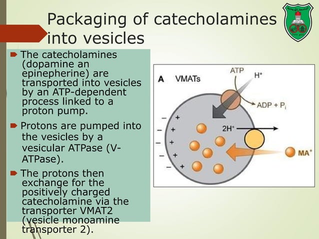 Lecture 4-Neurotransmitters (catecholamines) – synthesis, inactivation, receptors. Melatonin and ...