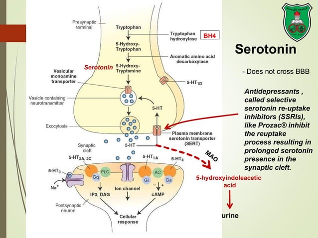 Lecture 4-Neurotransmitters (catecholamines) – synthesis, inactivation ...