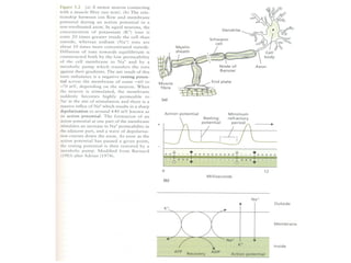 Lecture 4 nervous system & behaviour | PPT