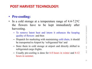 Lecture 4 - Rose.pptx rose under protected cultivation | PPTX ...