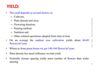 Lecture 4 - Rose.pptx rose under protected cultivation | PPTX