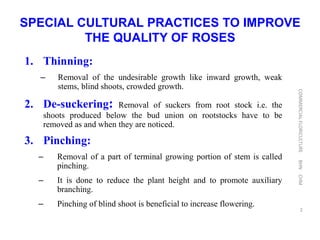 Lecture 4 - Rose.pptx rose under protected cultivation | PPTX ...