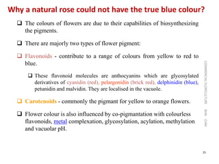 Lecture 4 - Rose.pptx rose under protected cultivation | PPTX