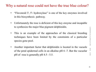 Lecture 4 - Rose.pptx rose under protected cultivation | PPTX | Gardening | Home & Garden