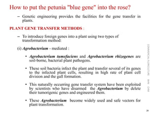 Lecture 4 - Rose.pptx rose under protected cultivation | PPTX ...