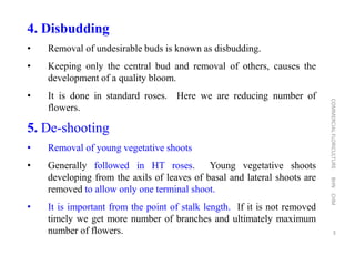 Lecture 4 - Rose.pptx rose under protected cultivation | PPTX
