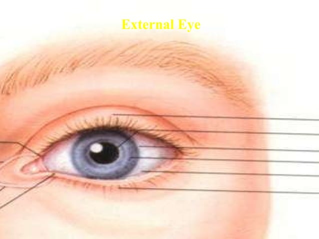 Lecture4 subjective and objective eye exam | PPT