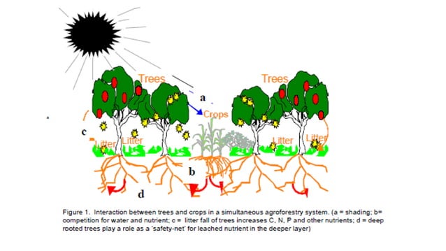 Lecture 4-Tree and Crop interaction in a agroforestry system.pptx
