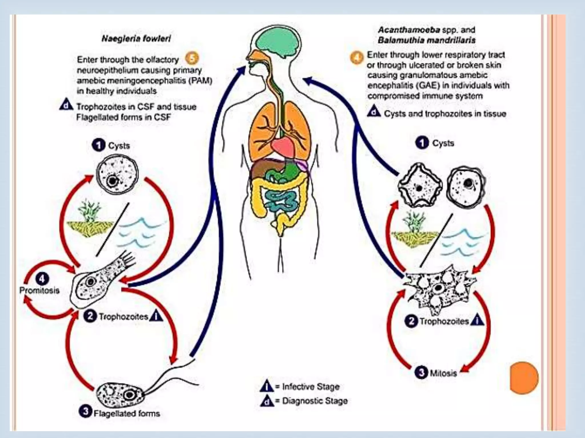 amoeba infecting brain and eyes | PPTX