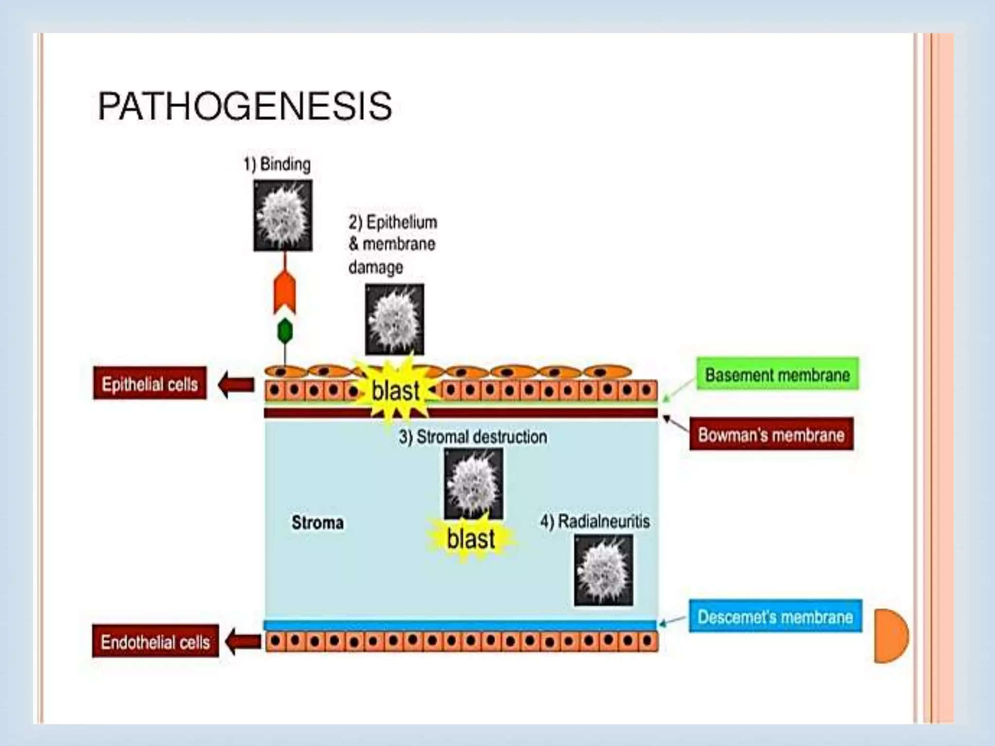 amoeba infecting brain and eyes | PPTX