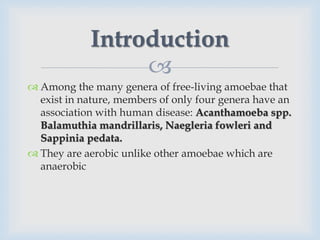 amoeba infecting brain and eyes | PPTX