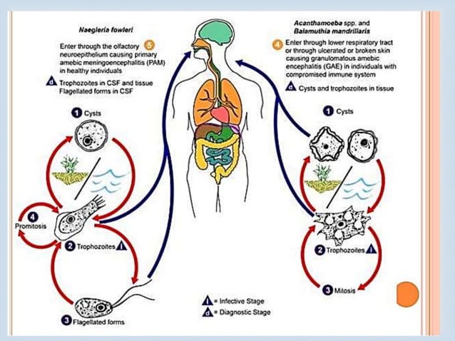 amoeba infecting brain and eyes | PPT