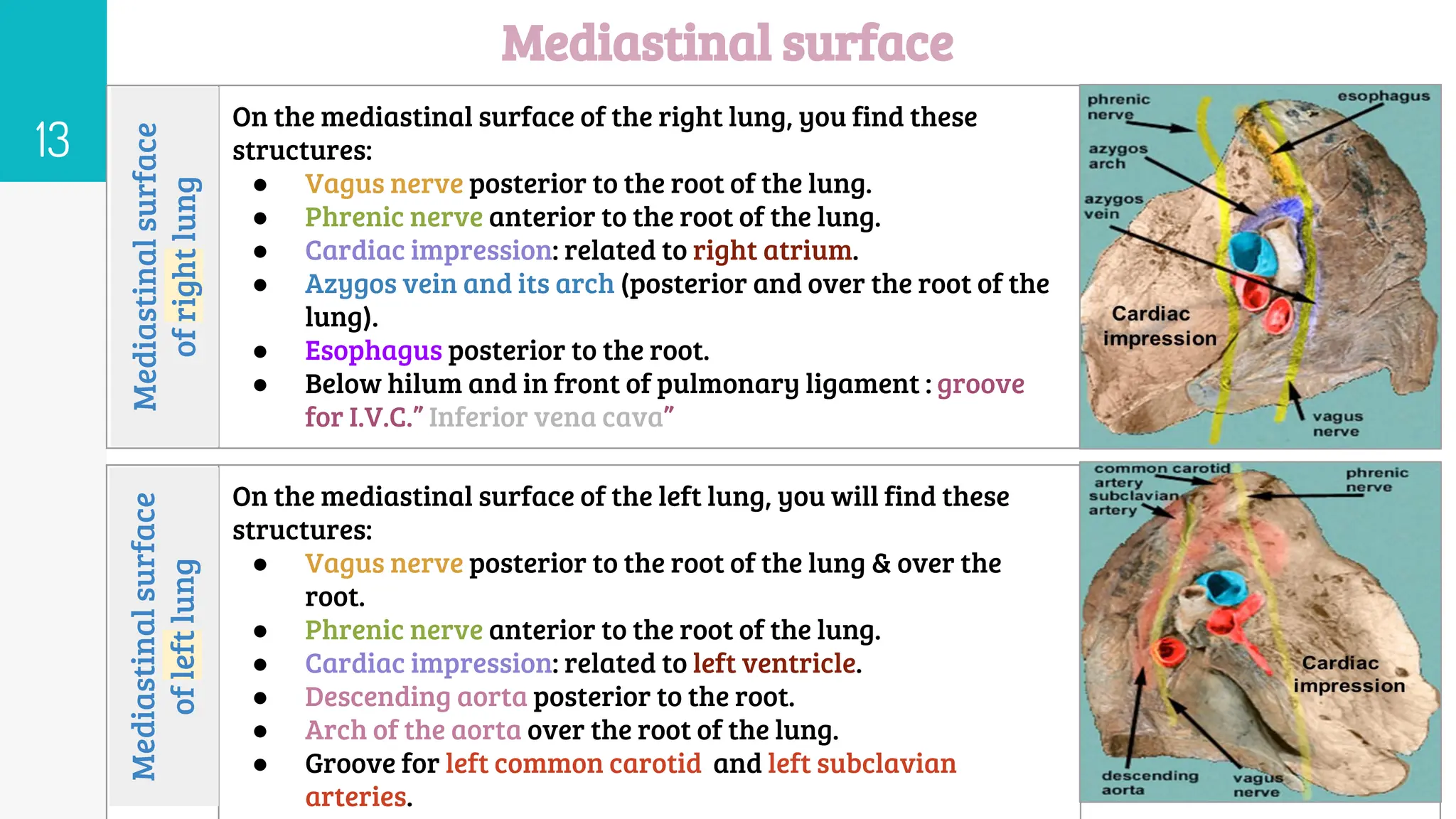 Lecture (4) Anatomy of Lung & Pleura.pdf