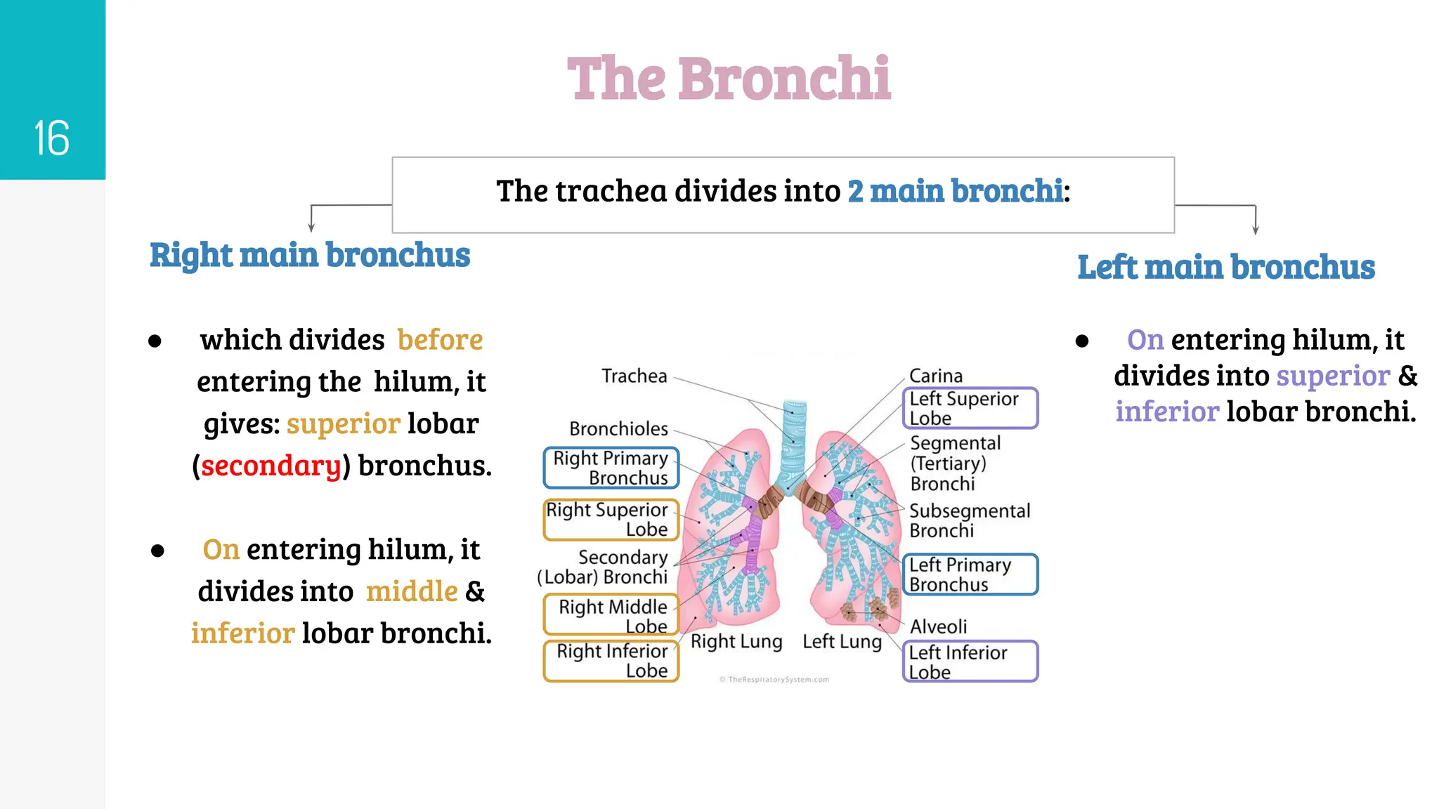Lecture (4) Anatomy of Lung & Pleura.pdf