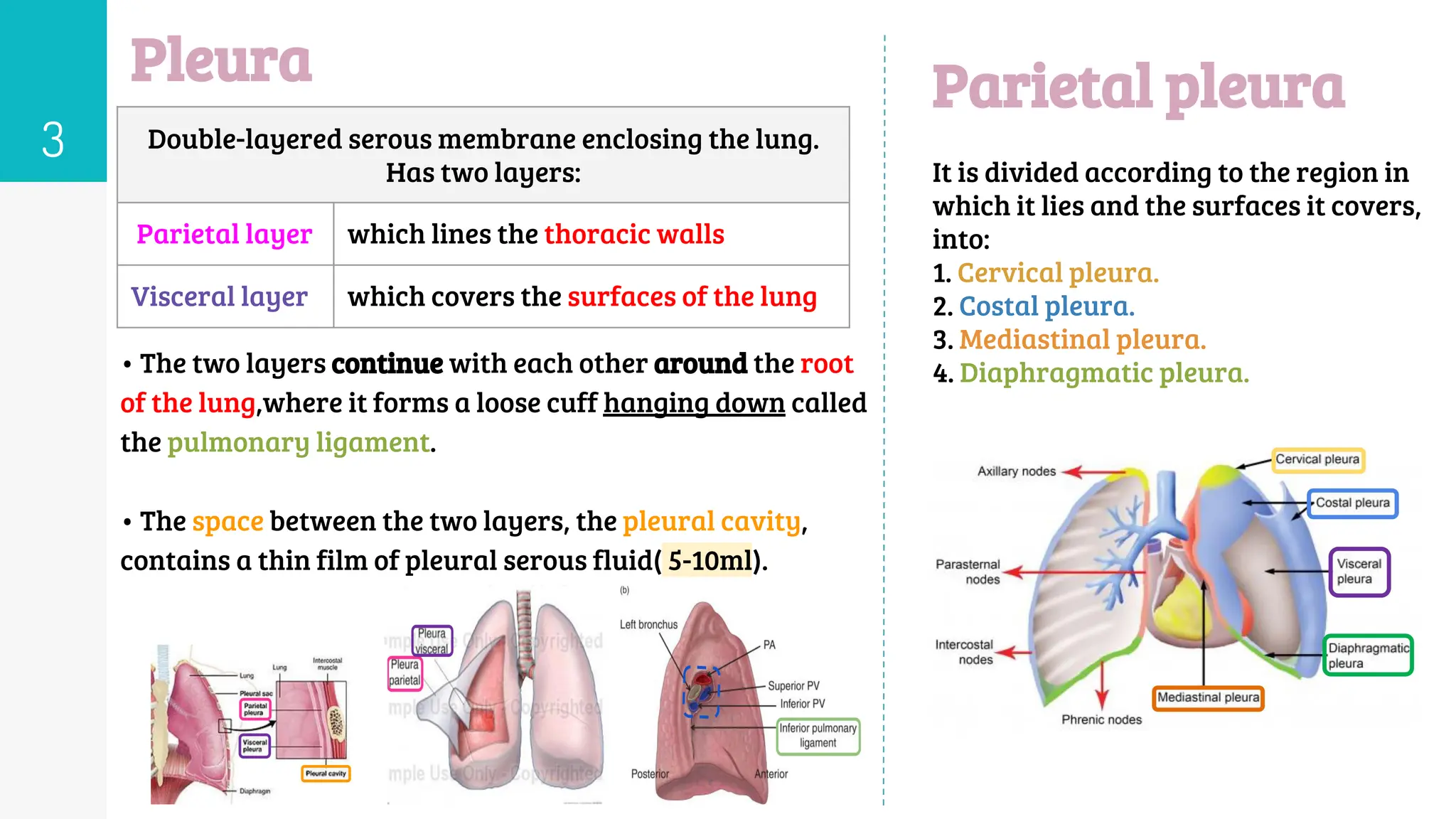 Lecture (4) Anatomy of Lung & Pleura.pdf