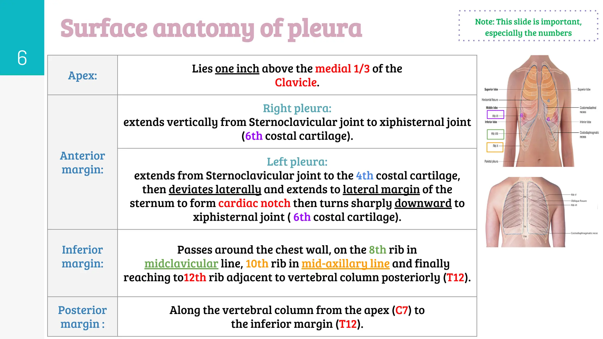 Lecture (4) Anatomy of Lung & Pleura.pdf