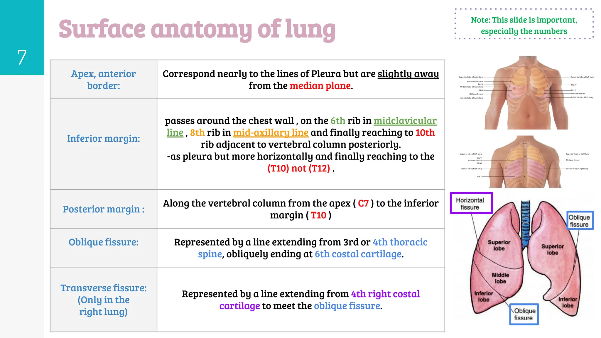 Lecture (4) Anatomy of Lung & Pleura.pdf
