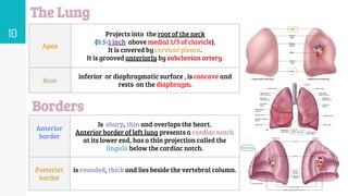 Lecture (4) Anatomy of Lung & Pleura.pdf