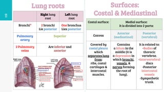 Lecture (4) Anatomy of Lung & Pleura.pdf | Death, Injury, or Military ...