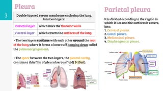 Lecture (4) Anatomy of Lung & Pleura.pdf