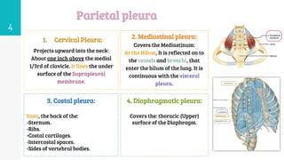 Lecture (4) Anatomy of Lung & Pleura.pdf
