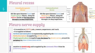 Lecture (4) Anatomy of Lung & Pleura.pdf