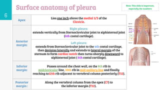 Lecture (4) Anatomy of Lung & Pleura.pdf