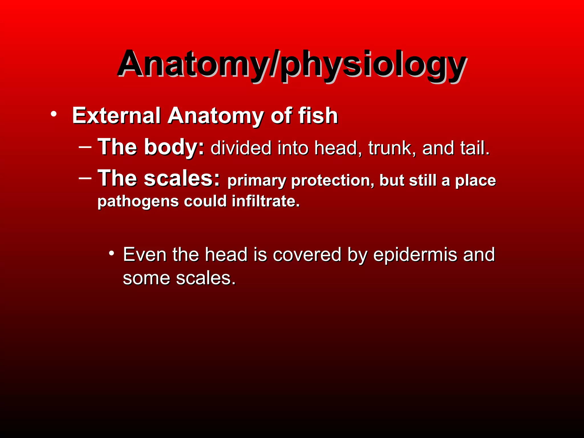 Lecture 4 anatomy review for fish disease | PPT