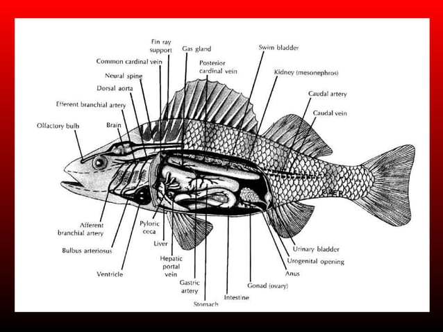 Lecture 4 anatomy review for fish disease | PPT