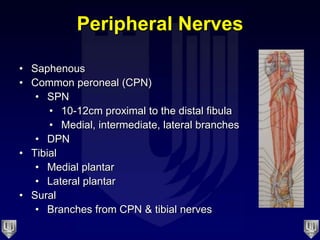 Lecture 4 and 5 parekh regional anesthesia | PPTX
