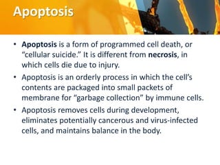 Apoptosis.pptx