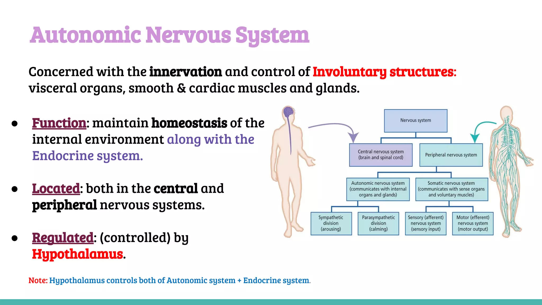 Lecture (4) AUTONOMIC NERVOUS SYSTEM (ANS) .pdf