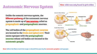 Lecture (4) AUTONOMIC NERVOUS SYSTEM (ANS) .pdf | Brain and Nervous ...